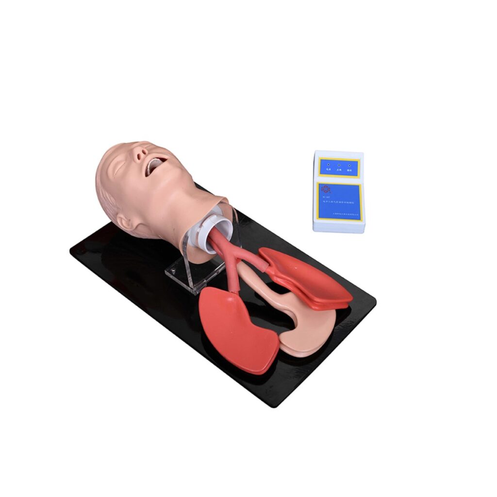 Advanced Human Trachea Intubation Model – Medical Insight