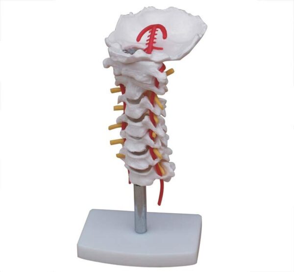 Cervical Vertebral Column with Neck Artery – Medical Insight