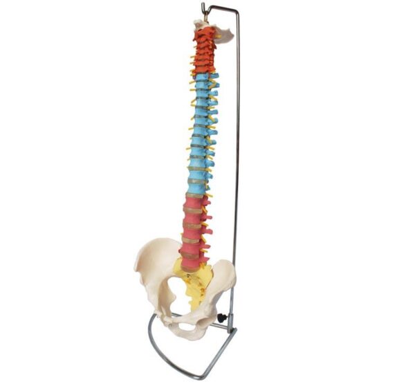 Didactic Vertebral Column with Pelvis – Medical Insight