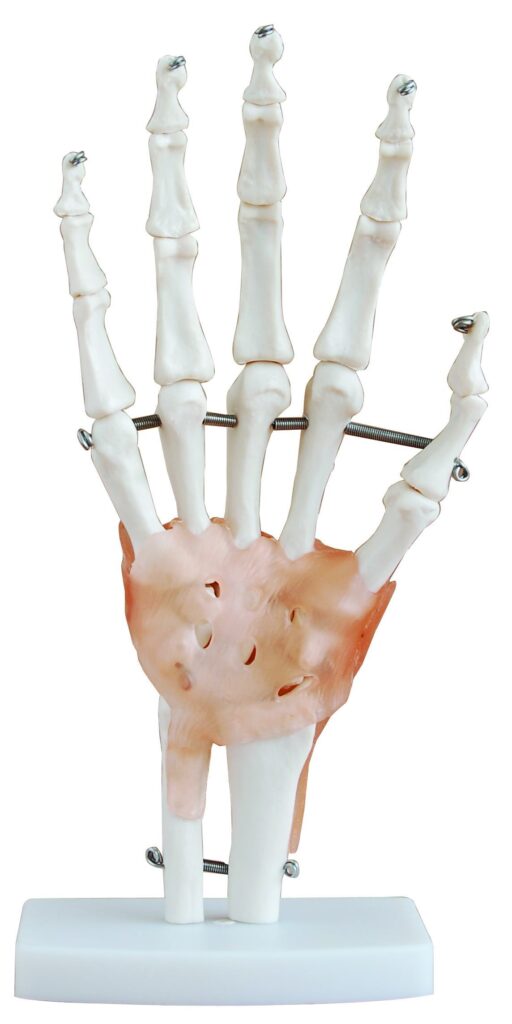 Life-Size Hand Joint with Ligaments – Medical Insight