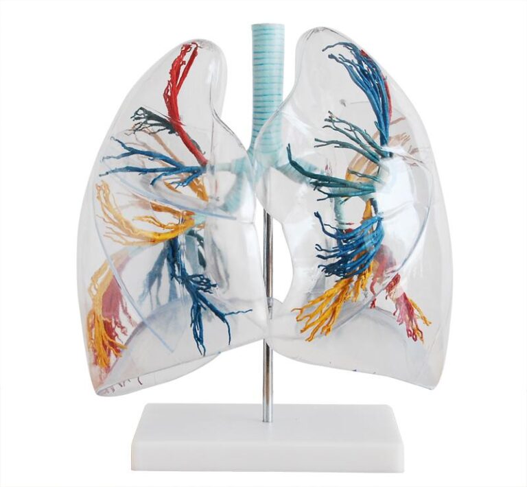 Model of the Transparent Lung Segment – Medical Insight