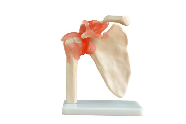 Shoulder Joint Life Size With Muscles – Medical Insight