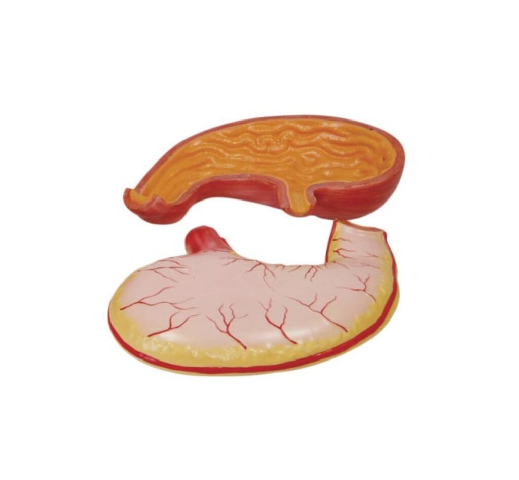 Stomach Model – Medical Insight