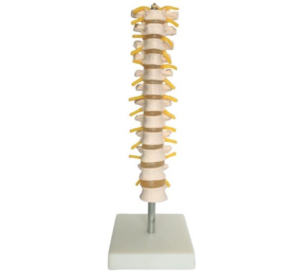 Thoracic Spinal Column – Medical Insight